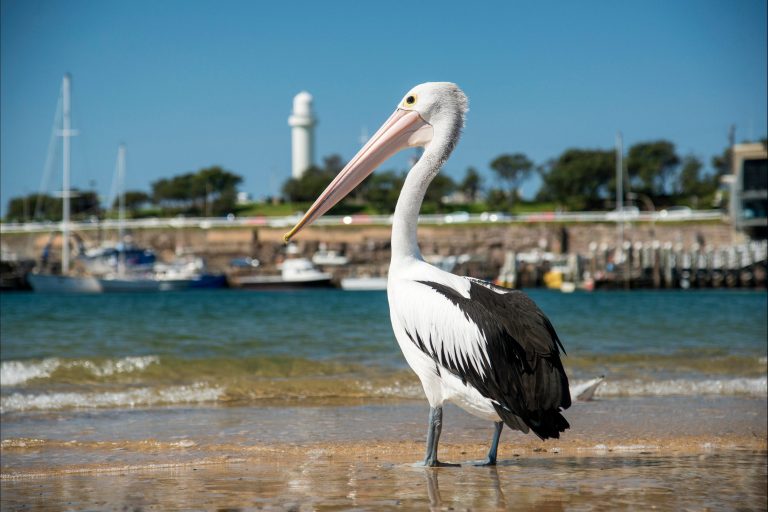 Belmore Basin | Destination Wollongong