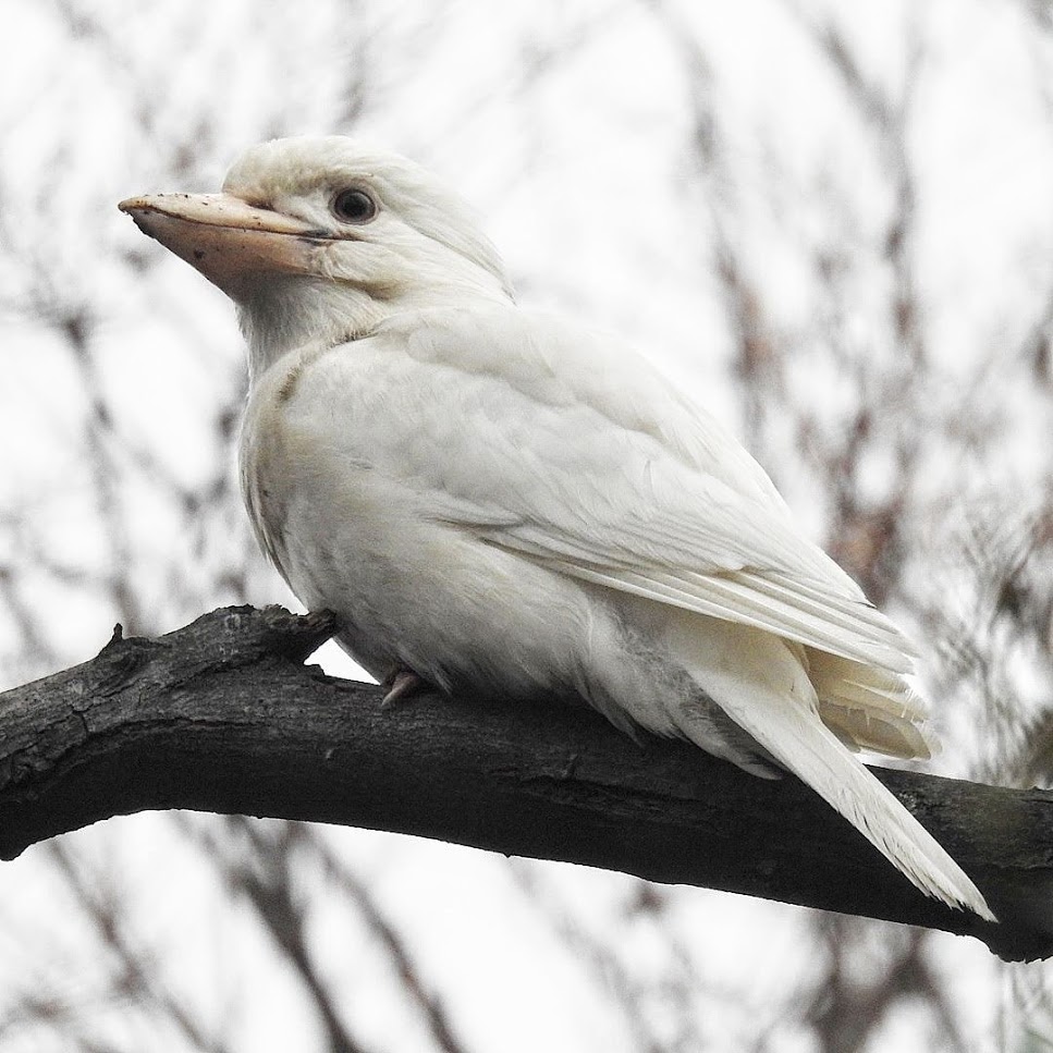 Birds In and Around Wollongong | Destination Wollongong