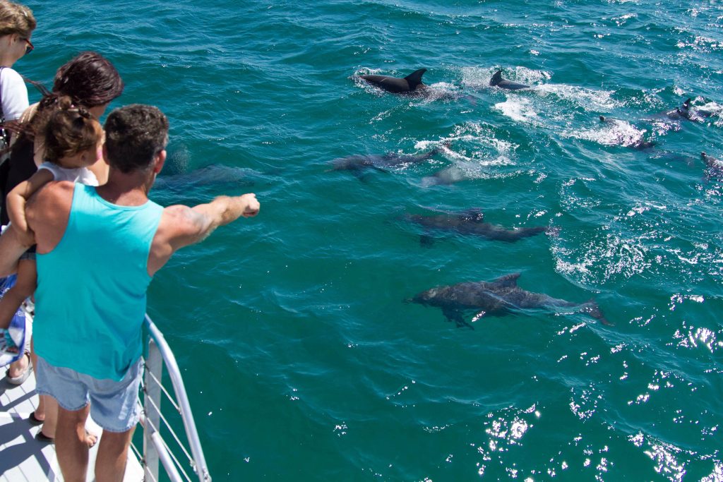 Dolphin Watch Cruises Jervis Bay | Destination Wollongong