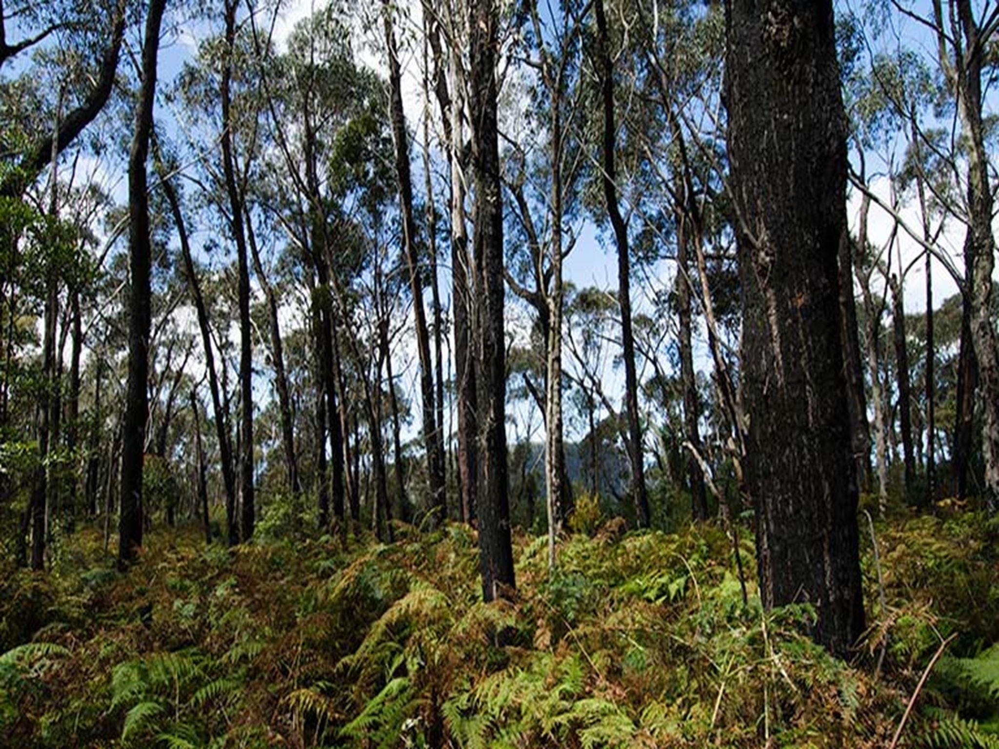 Illawarra Escarpment State Conservation Area – Destination Wollongong
