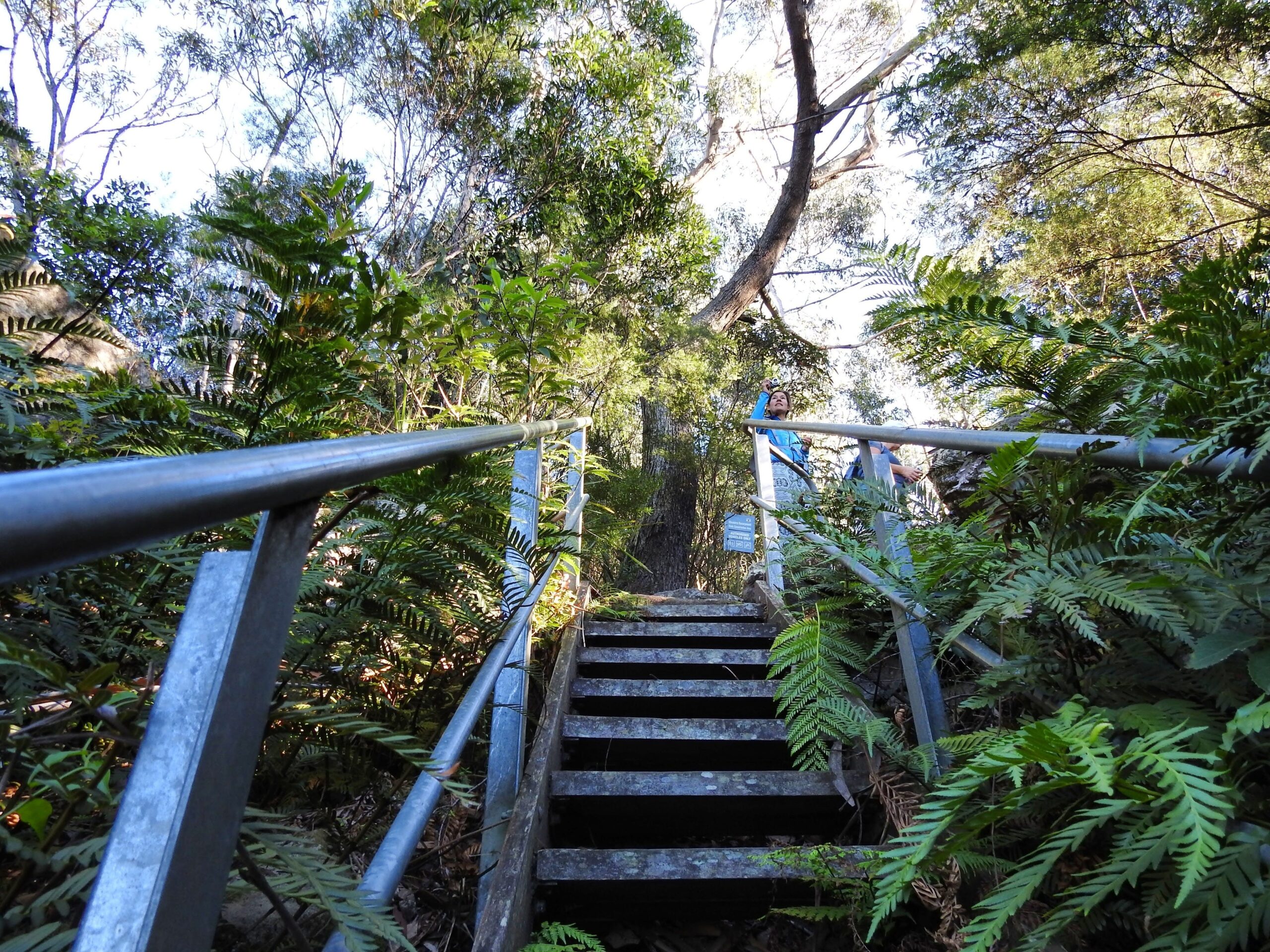 Best Bush Walks in Wollongong | Destination Wollongong